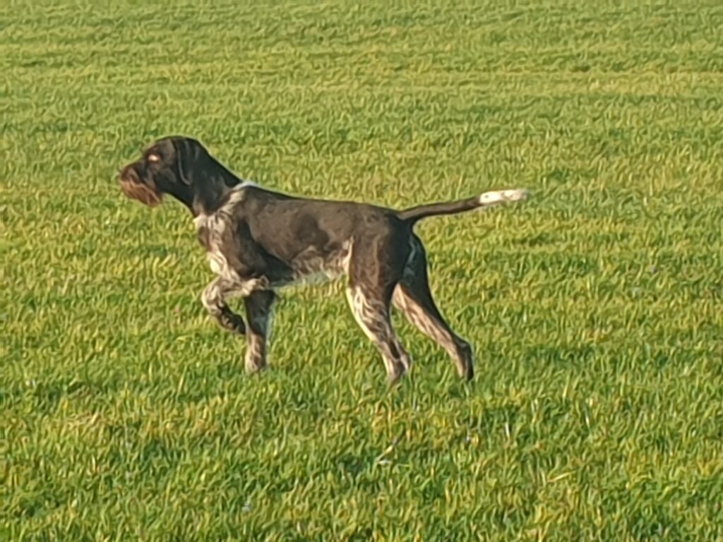 Dekreu: Abel van de Oedinckhof - Vereniging Vrienden Duits Draadhaar